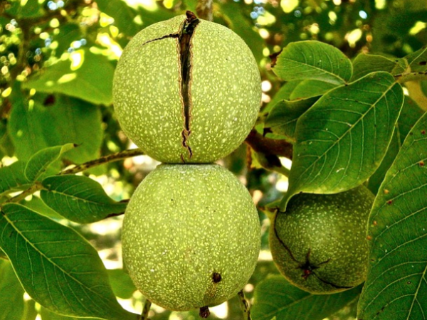 Orehovo olje - hladno stiskano, za lase, kožo, hujšanje